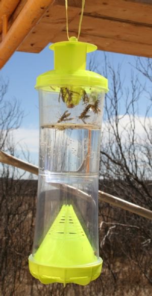 Red Wasp Trap