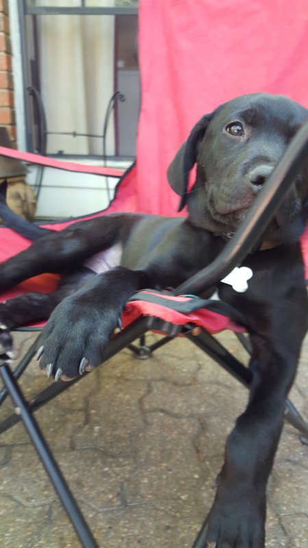 Do Labrador Retrievers Have Dew Claws