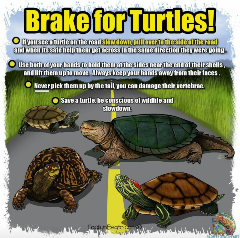 Save the turtles