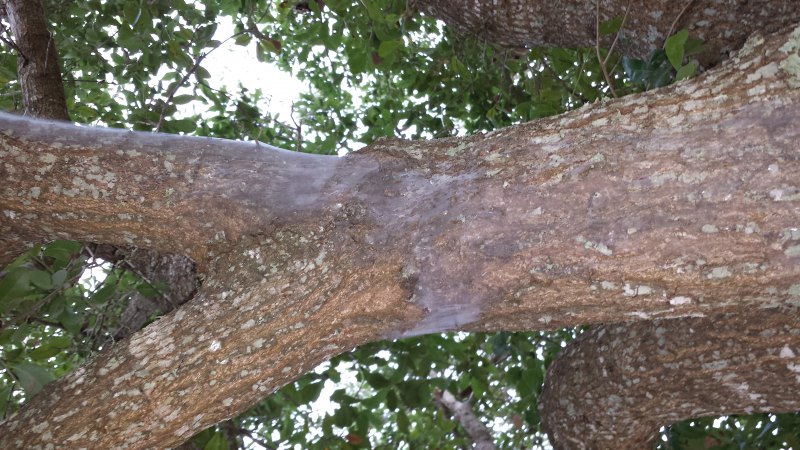 webbing on oak tree