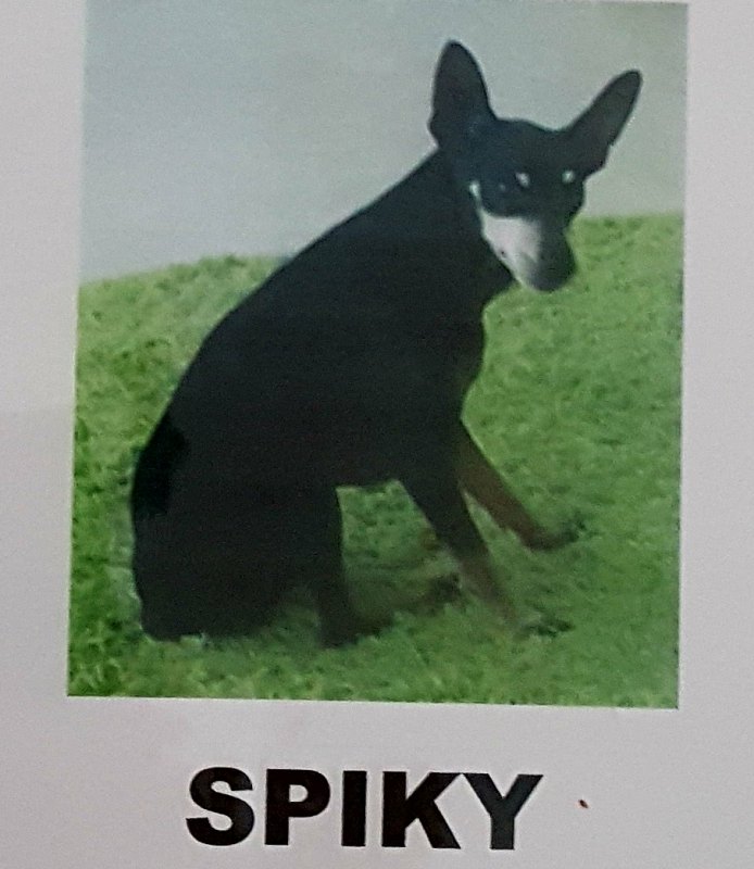 Desperate to find Spiky