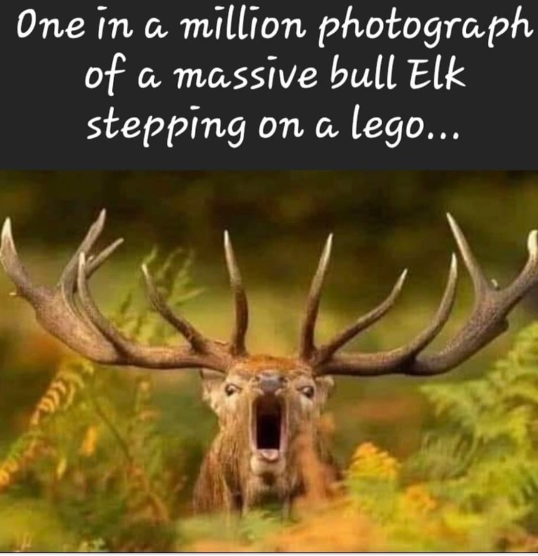 Elk Memes