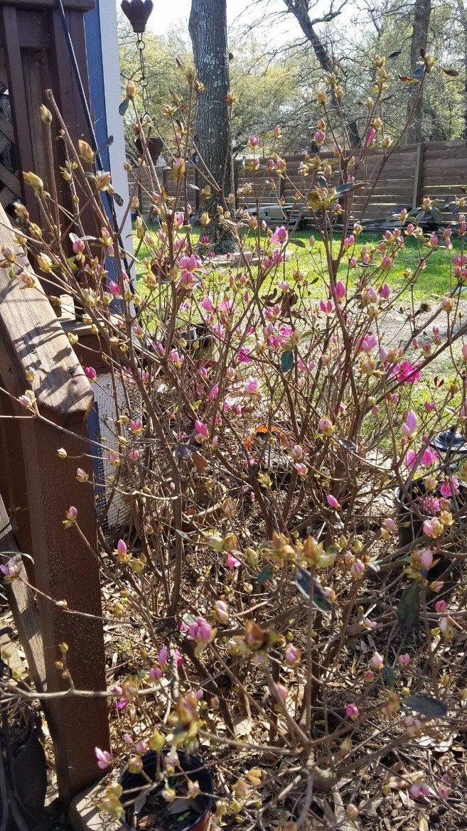 Look at my dead azaleas. (I'll fix the sideways pic when I get