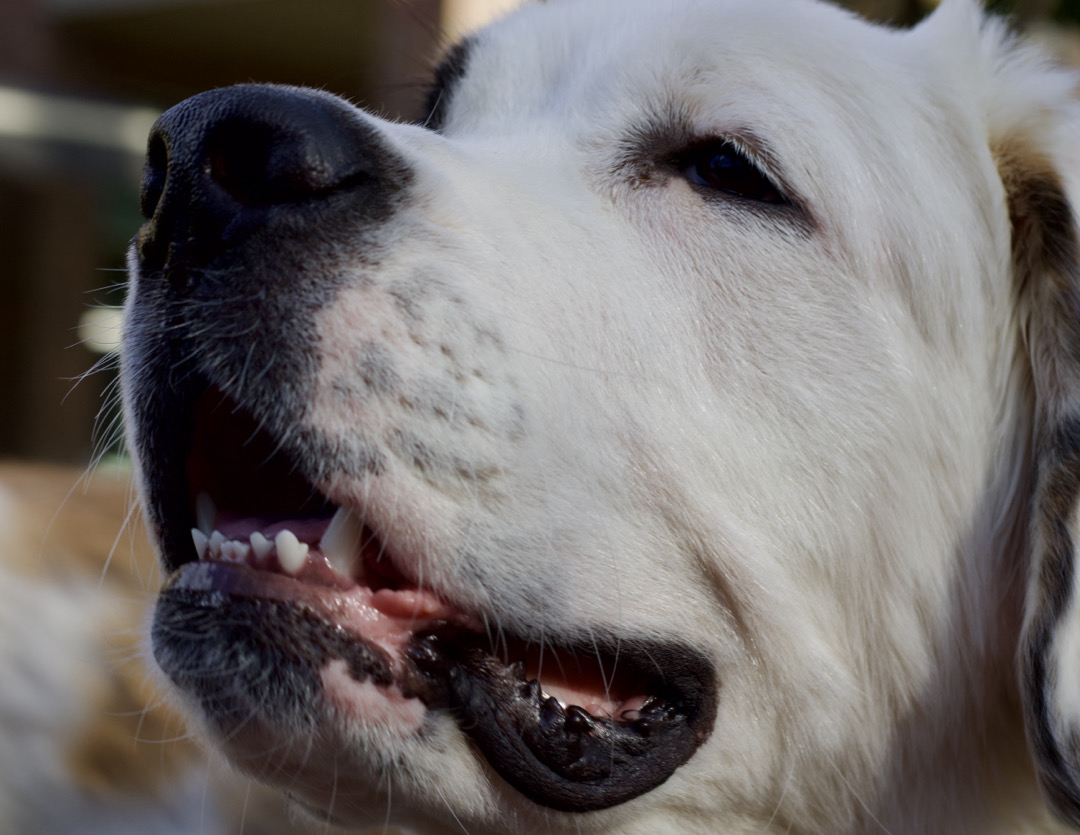 Watching for Santa - Goliath style!
