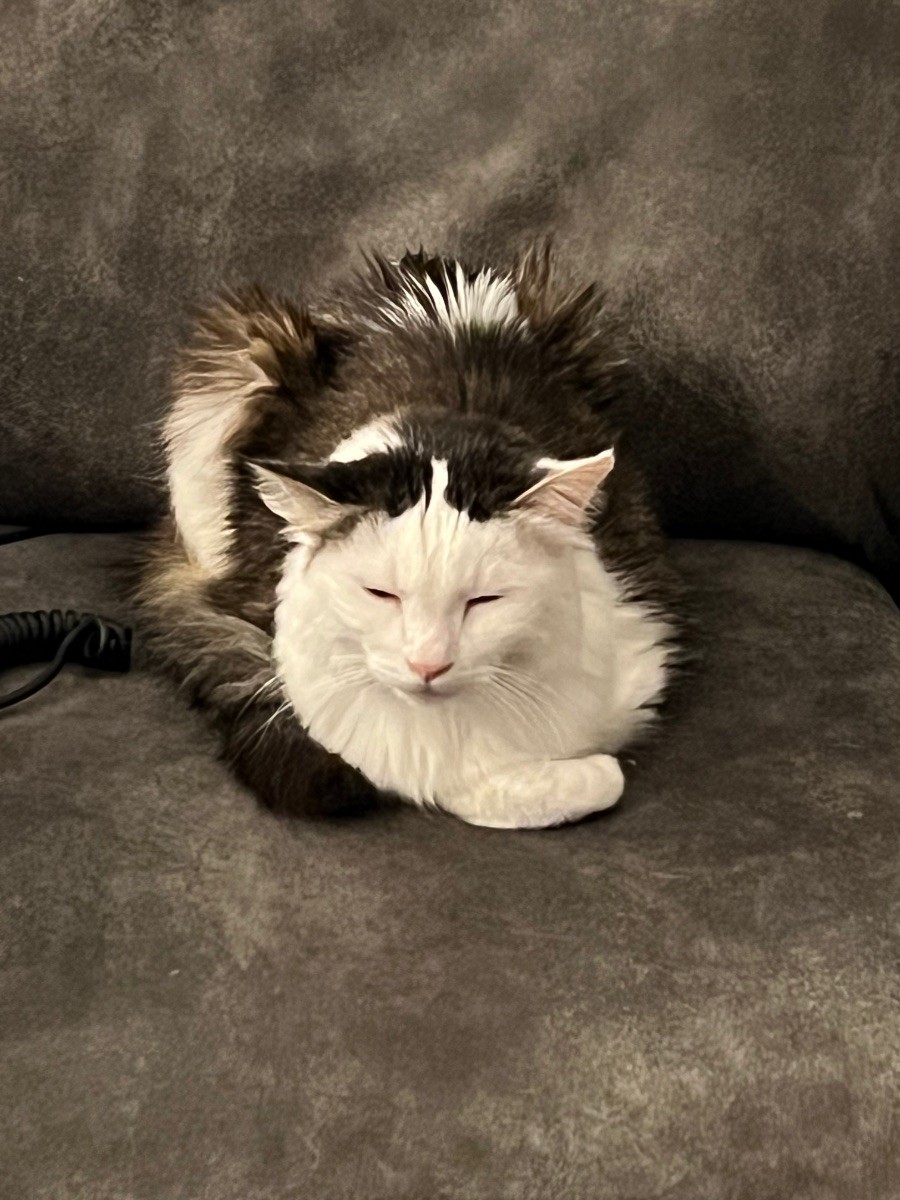 Almost lost our second cat this year. Nathaniel wasn't eating