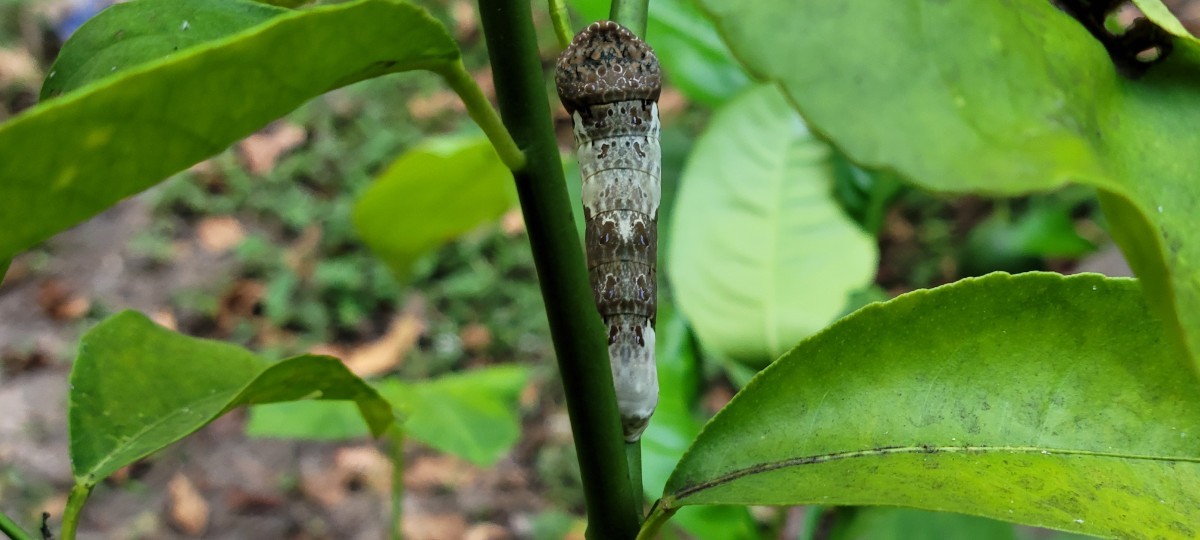 New catapiller update