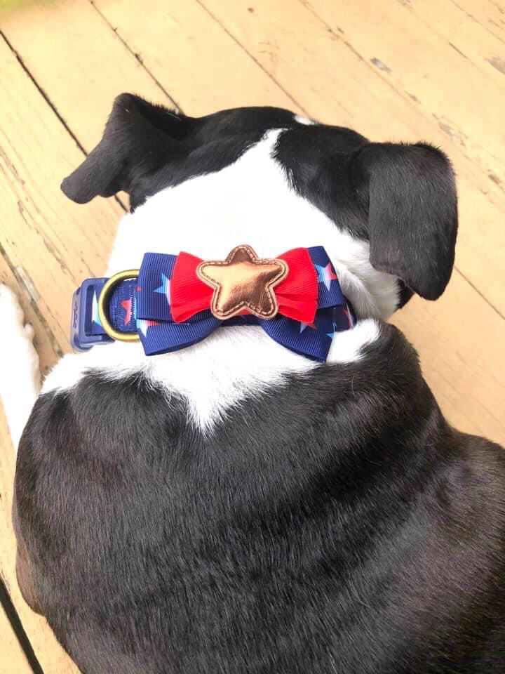 Announcing the Official KDC July 4th Pet Contest