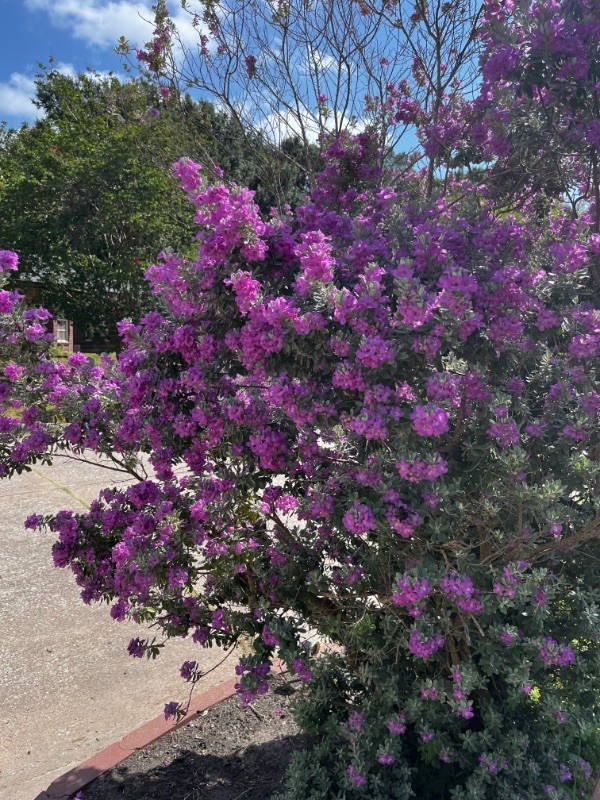 I love the blooms on this tree Texas Sage , I had to water her b