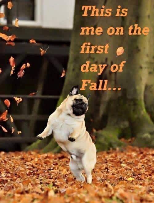 Just 40 days till Autumn!