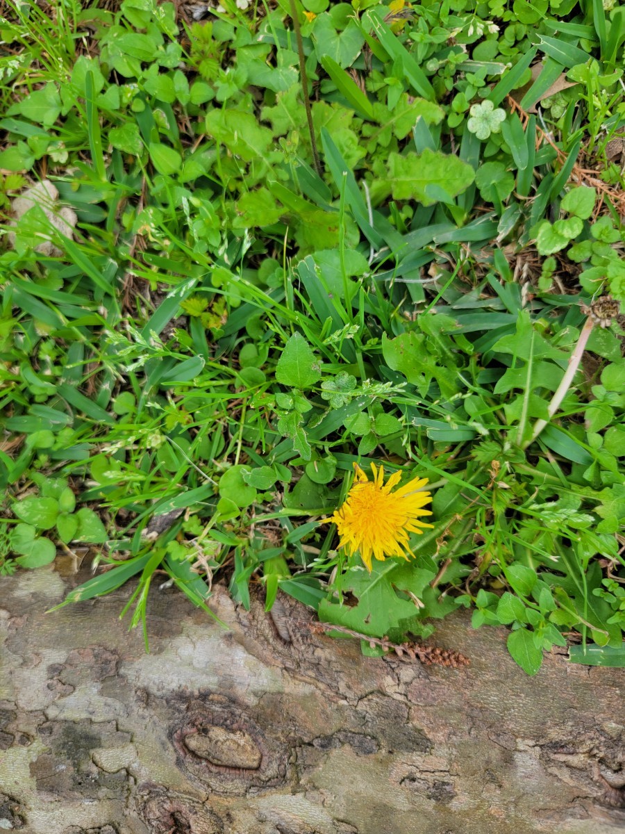 Foraging in your own yard