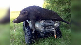Wild Russian Boars Invading Texas