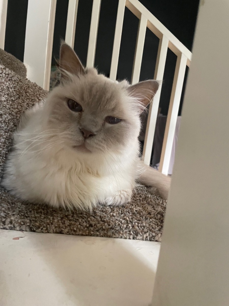 LOST RAGDOLL CAT