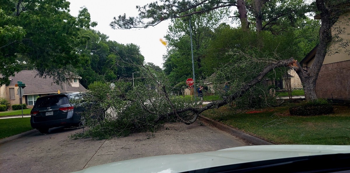 1435 - Tree blocking intersection - Greentree - Oakwood Forrest