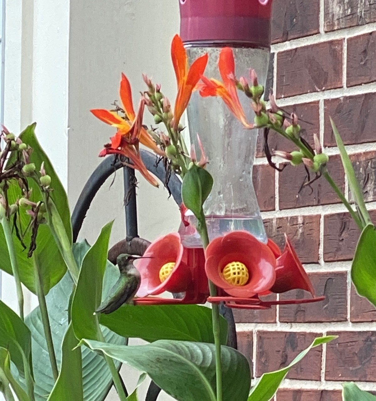 Hummingbirds at least a good 30 plus a day we are refilling 4 fe
