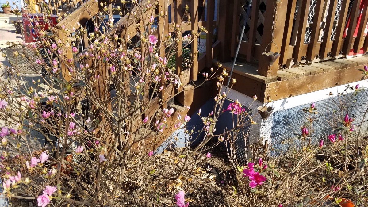 Look at my dead azaleas. (I'll fix the sideways pic when I get
