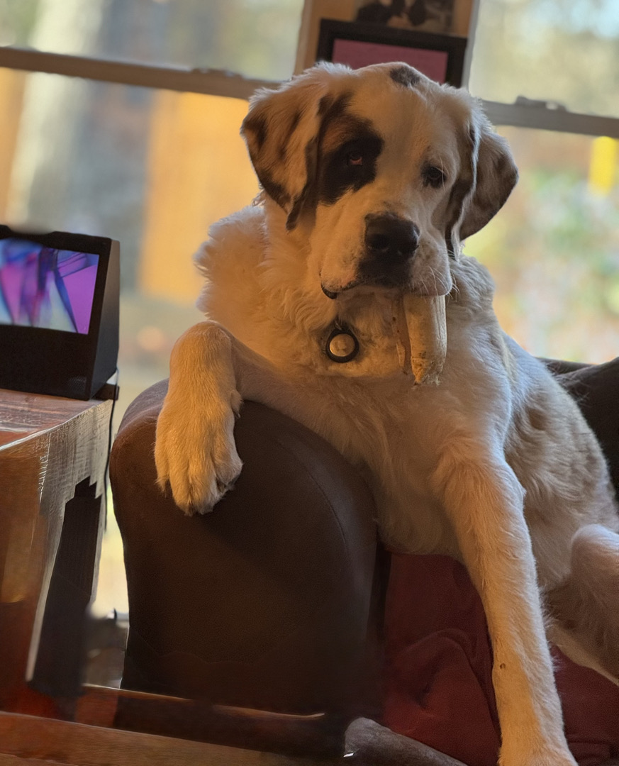The Most Interesting Dog in the World