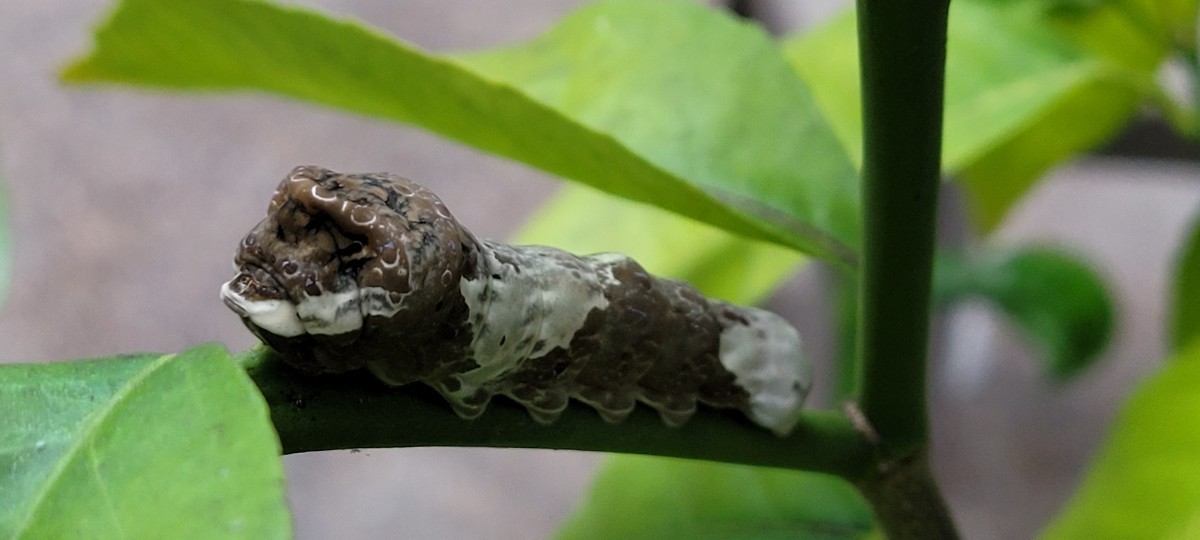 New catapiller update