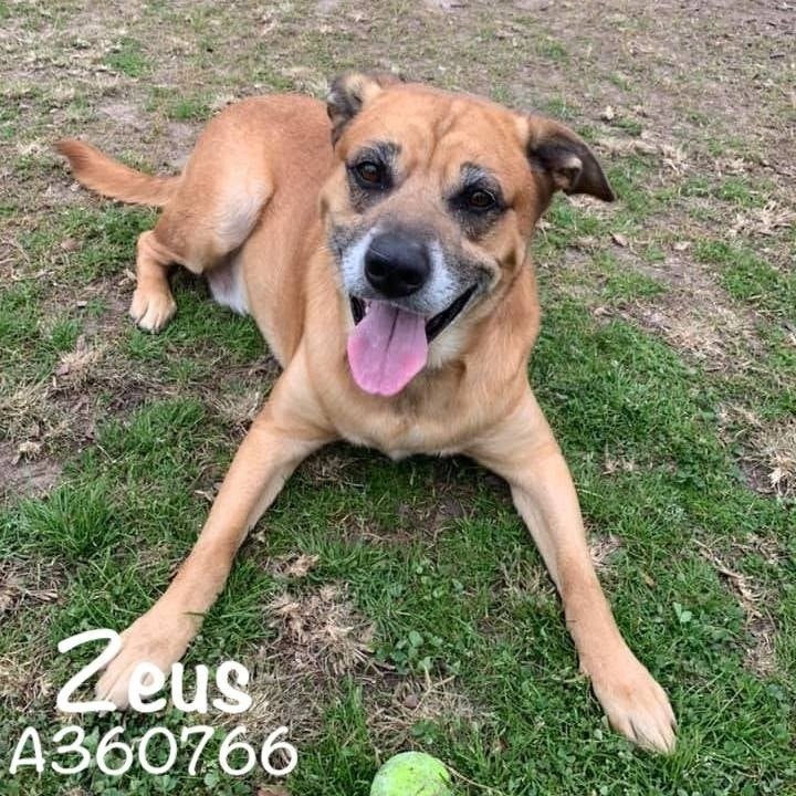 Foster Feature Friday - Meet Zeus!