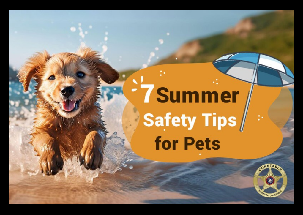 7 Essential Summer Tips to Keep Your Pets Safe