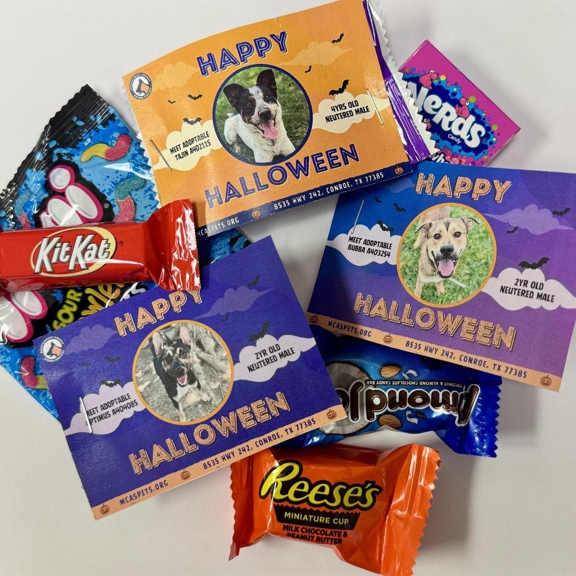 Spread Halloween Cheer with Adoptable Pet "Candy Cards"