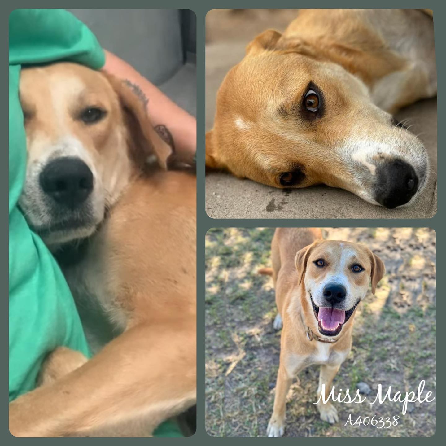 Meet Miss Maple: A Charming Dog in Need of Adoption