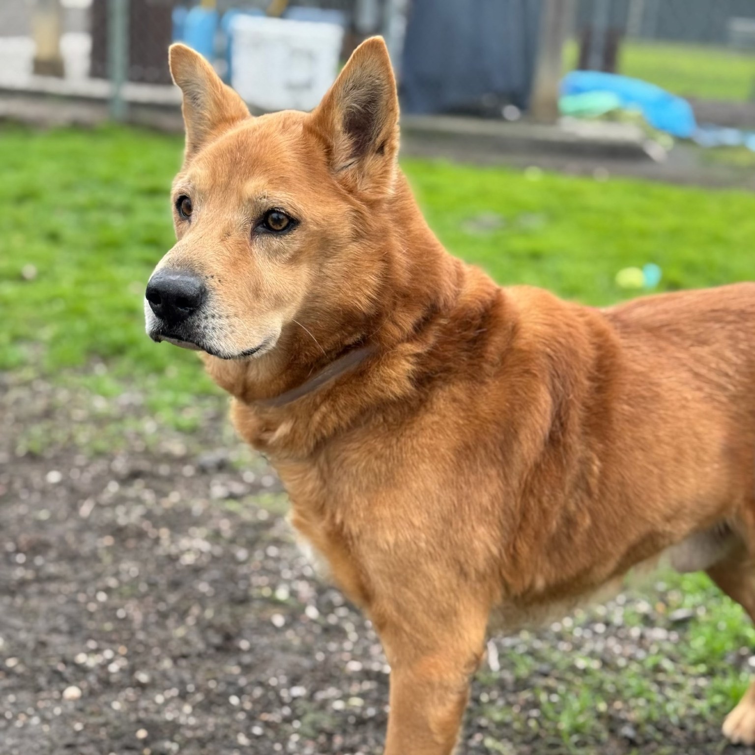 Give "Wiggles" a Forever Home!